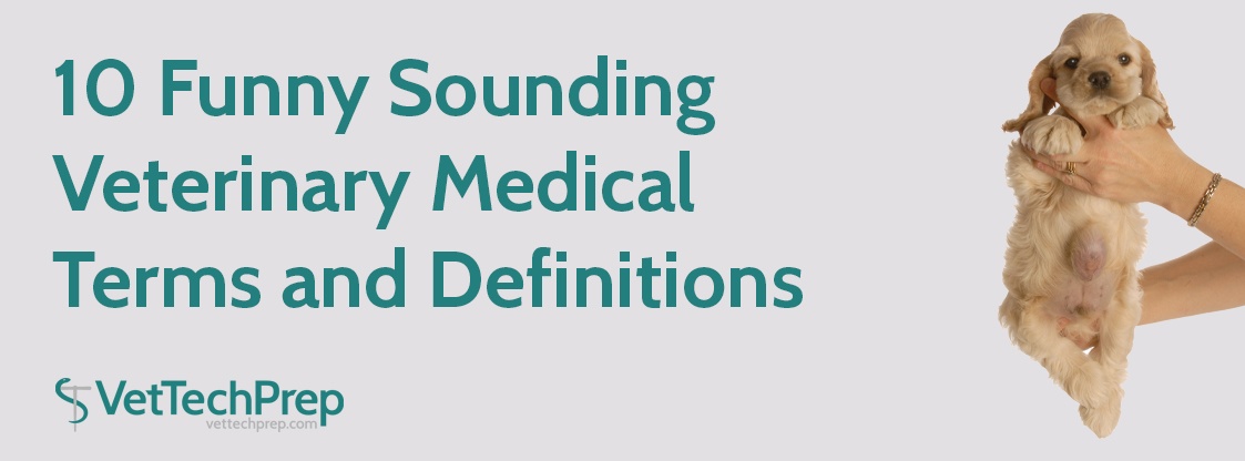 10 Funny Sounding Veterinary Medical Terms and Definitions: Do You Know ...
