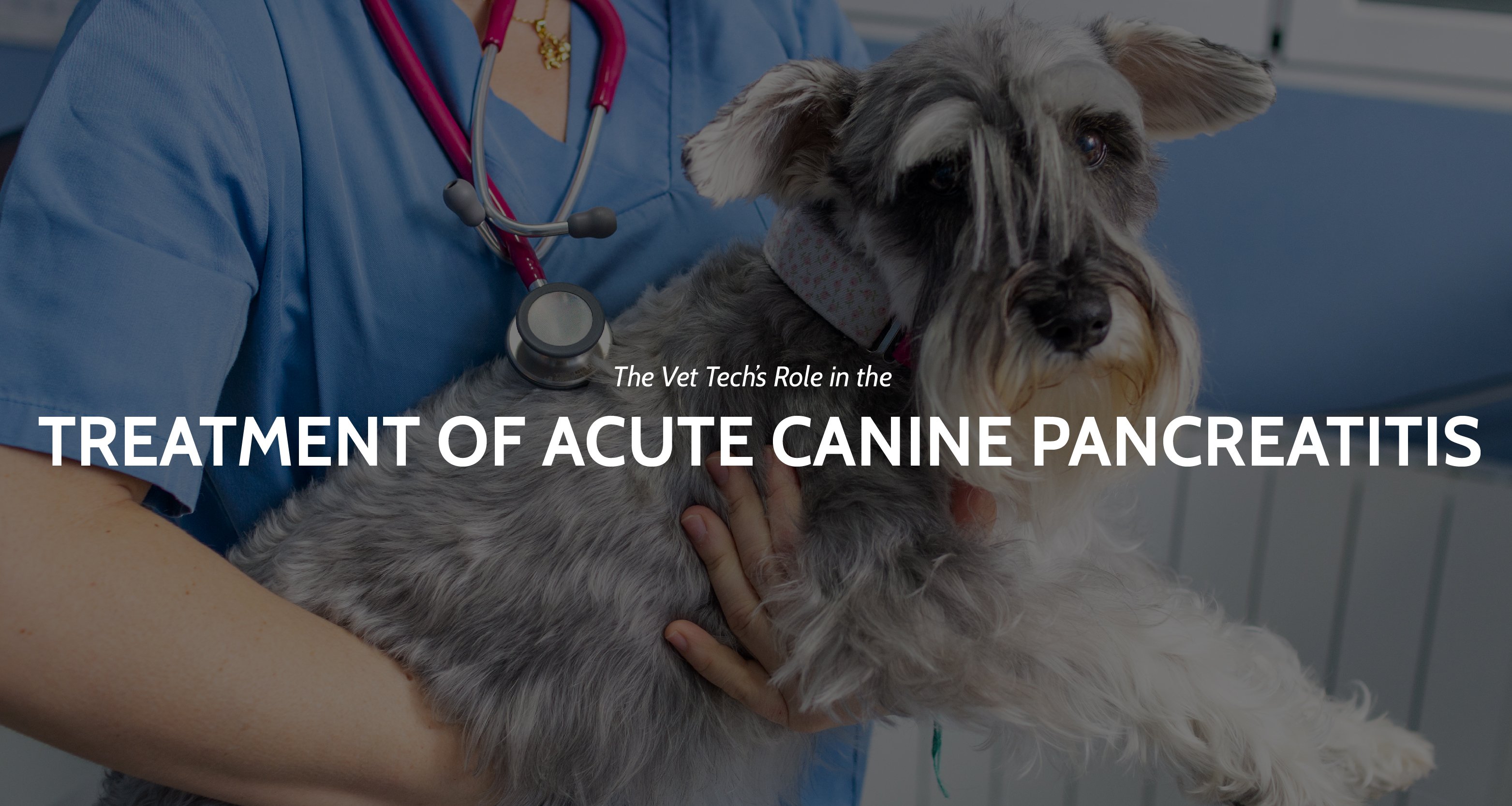 The Vet Tech's Role in the Treatment of Acute Canine Pancreatitis