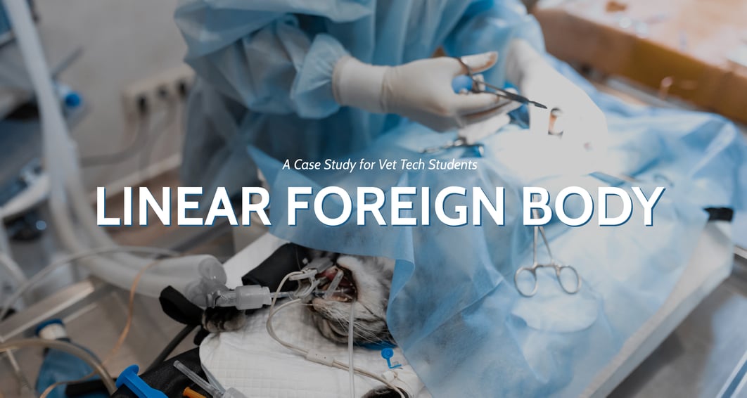 Linear Foreign Body: A Case Study for Vet Tech Students