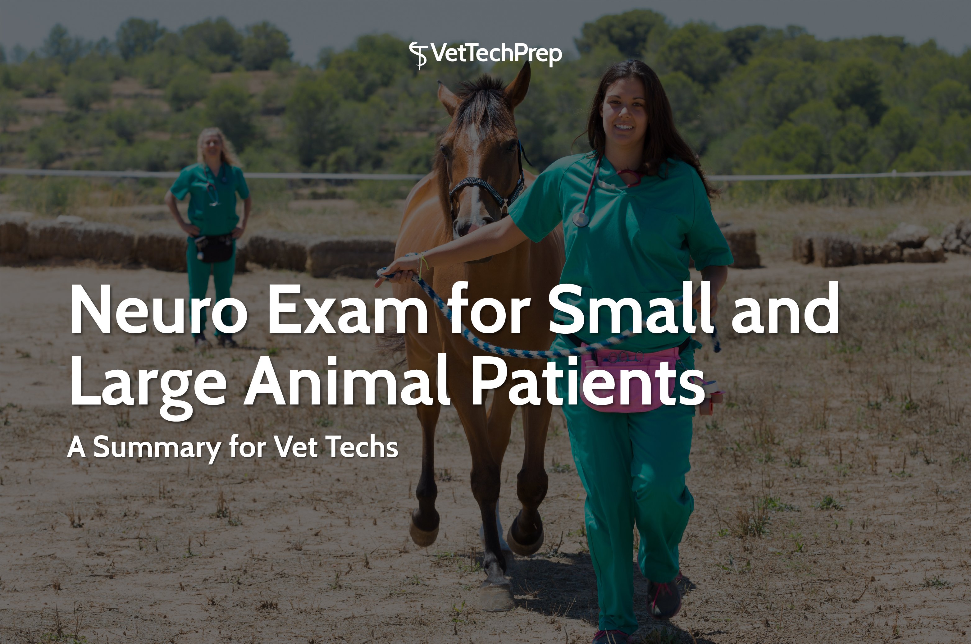 Neuro Exam for Small and Large Animal Patients: For Vet Techs