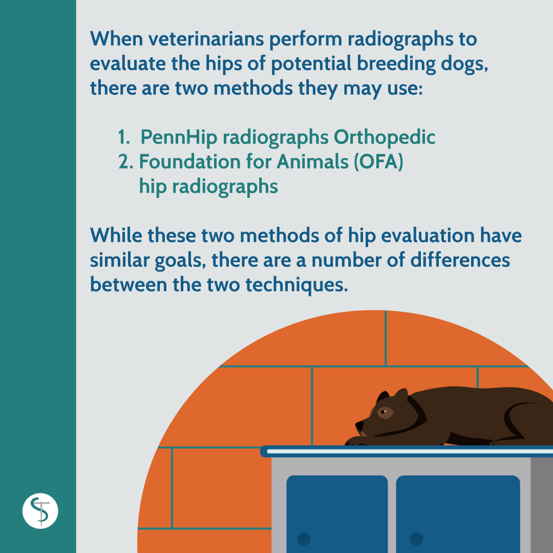 What is the Vet Tech’s Role in PennHip and OFA Radiographs?