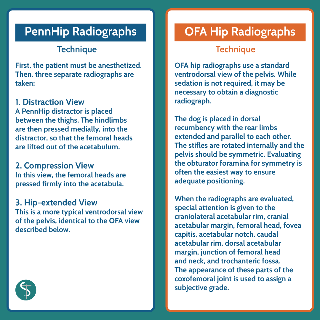 What is the Vet Tech’s Role in PennHip and OFA Radiographs?