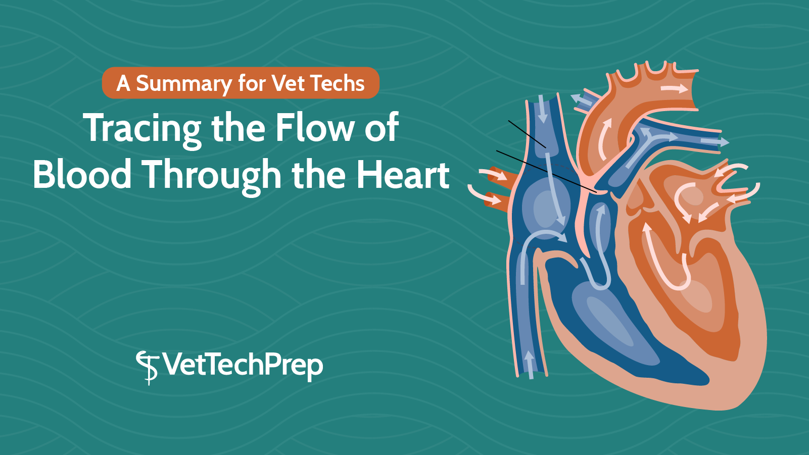 Tracing the Flow of Blood Through the Heart: A Summary for Vet Techs