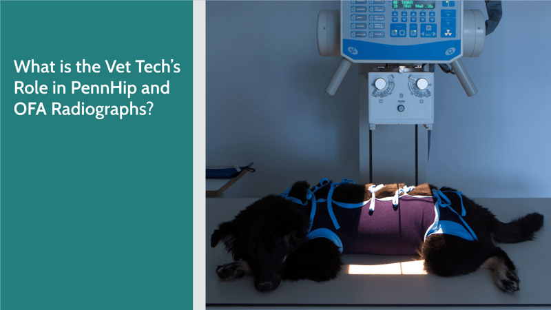 What is the Vet Tech’s Role in PennHip and OFA Radiographs?