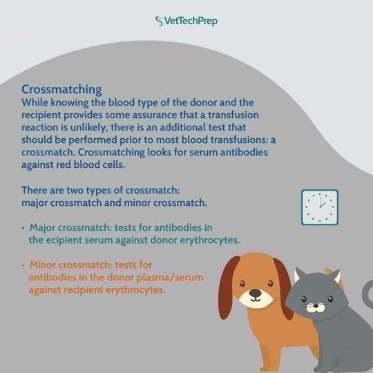 A Vet Tech’s Guide to Pre-Transfusion Testing in Dogs & Cats