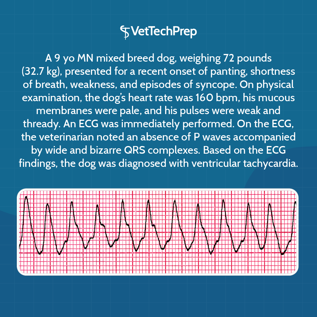Medical Math for Vet Techs: A Lidocaine CRI Case Study