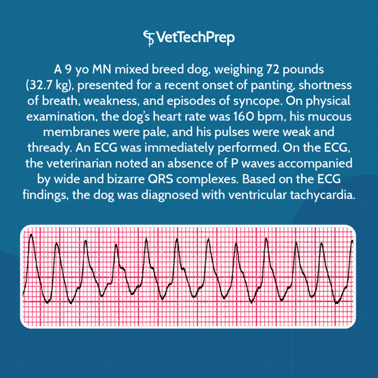 Medical Math for Vet Techs: A Lidocaine CRI Case Study