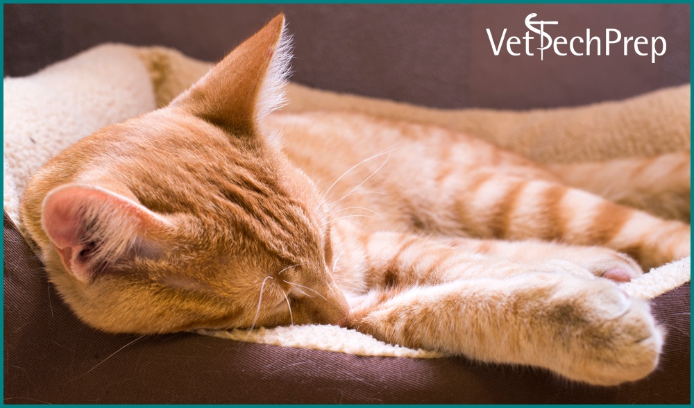 Restraining Fractious Cats: 6 Tips to Avoid Bites and Scratches