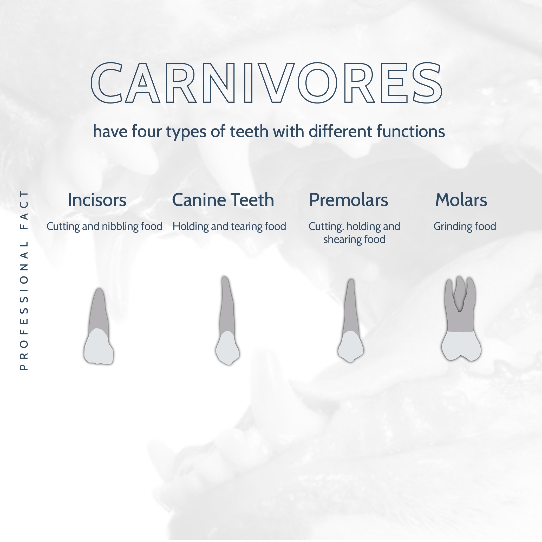 Did You Know: Carnivores have Four Types of Teeth