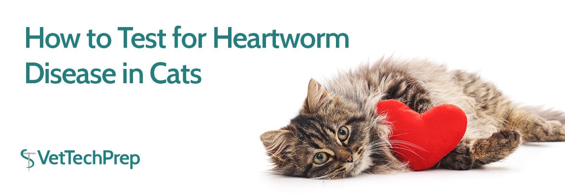 How to Test for Heartworm Disease in Cats