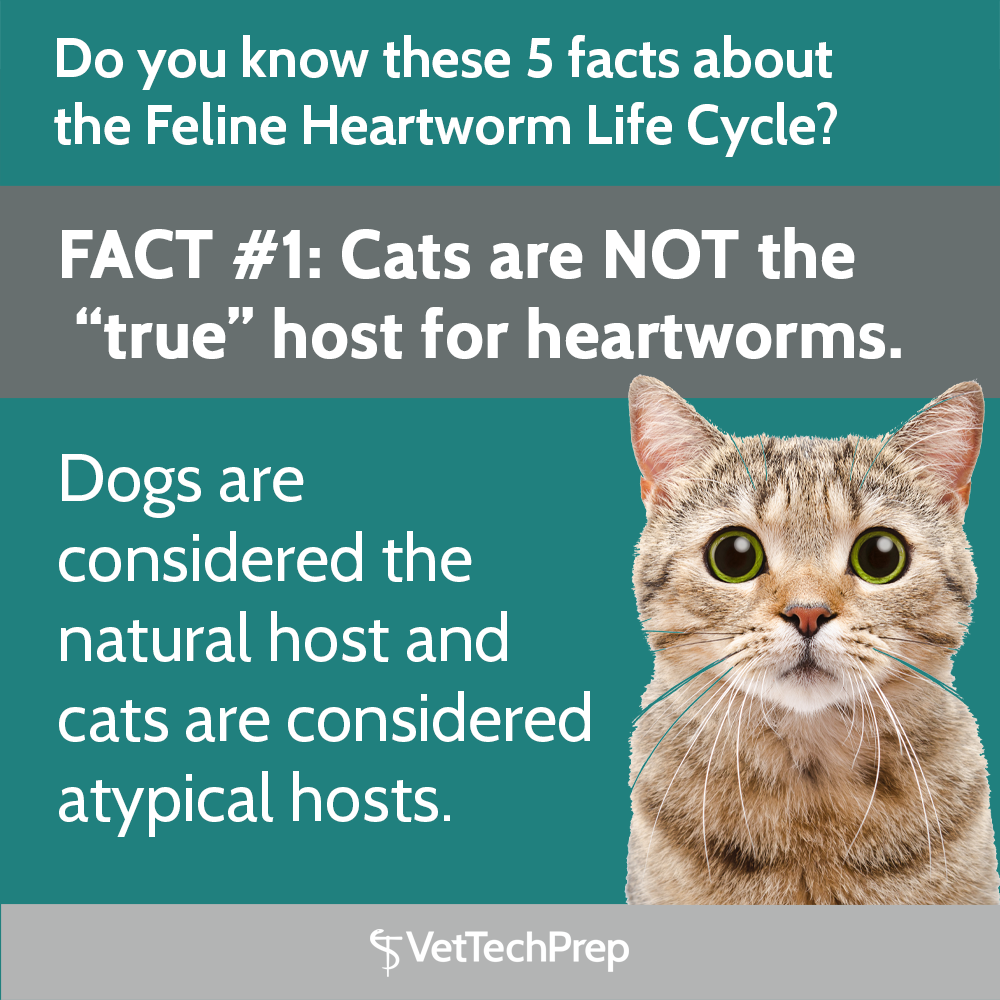 Do you know these 5 Facts about the Feline Heartworm Life Cycle?