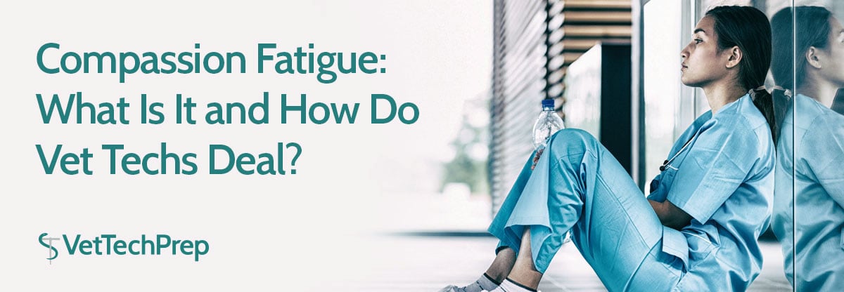 Compassion Fatigue: What Is It and How Do Vet Techs Deal?