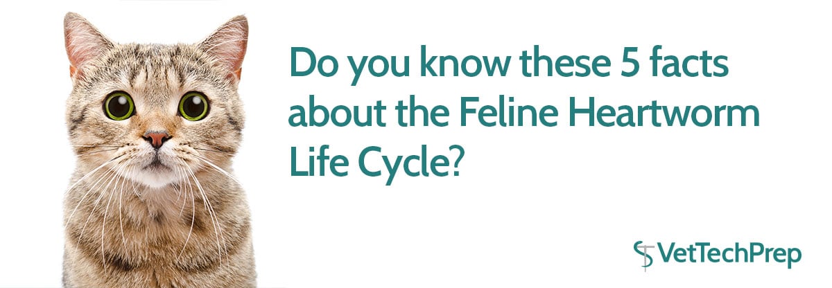 Do you know these 5 Facts about the Feline Heartworm Life Cycle?