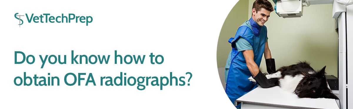 Vet Tech, Do you Know how to Obtain OFA Radiographs?