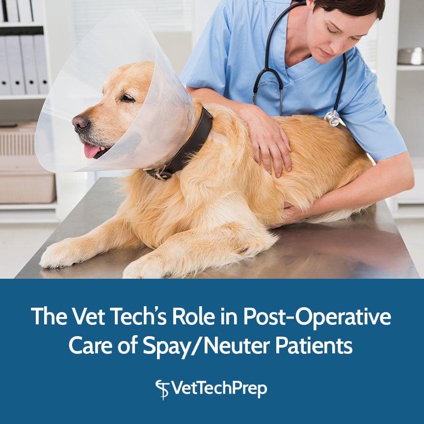 The Vet Tech's Role in Post-Operative Care of Spay/Neuter Patients