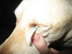 The Savvy VetTech | fluorescein stain